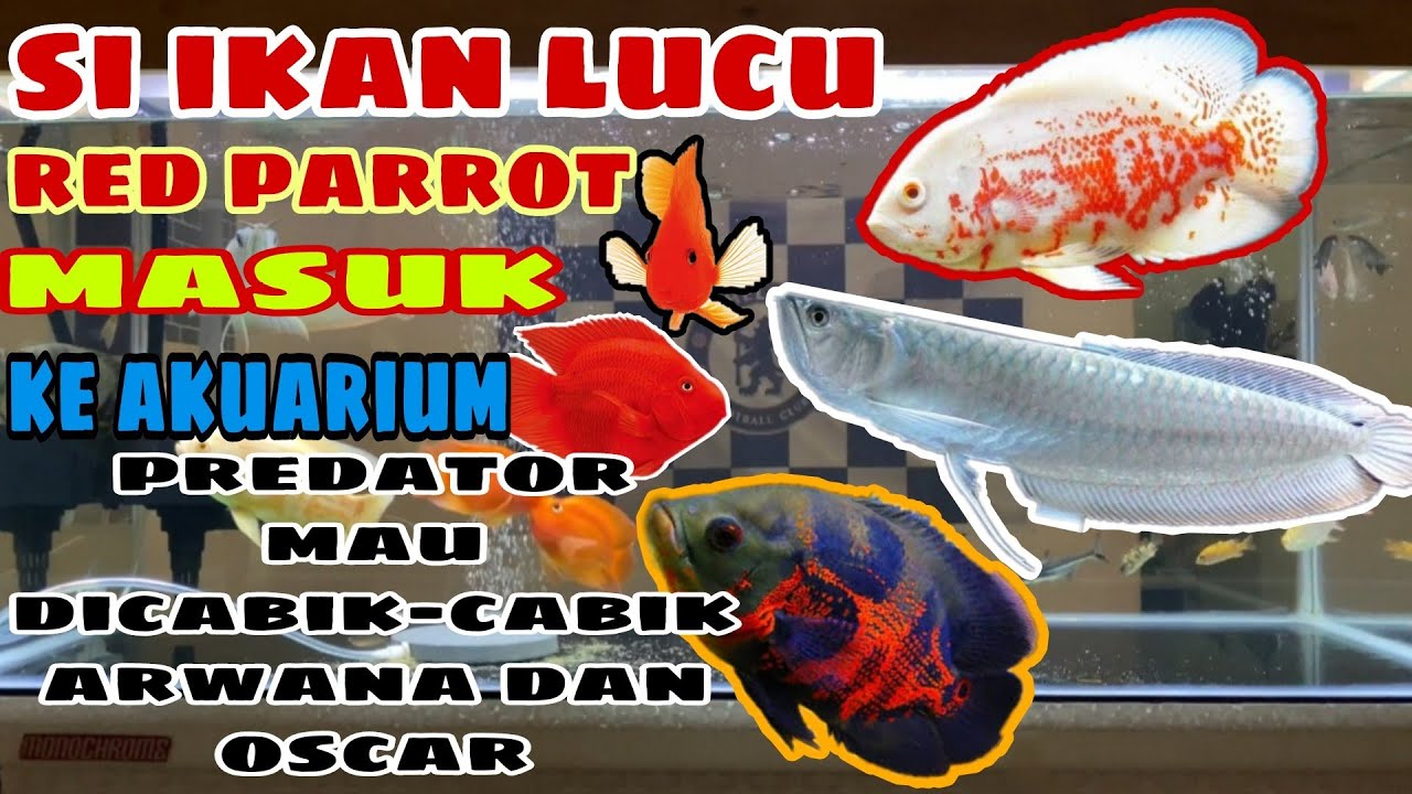 IKAN RED PARROT DI CAMPUR DENGAN IKAN ARWANA DAN OSCAR DALAM SATU ...