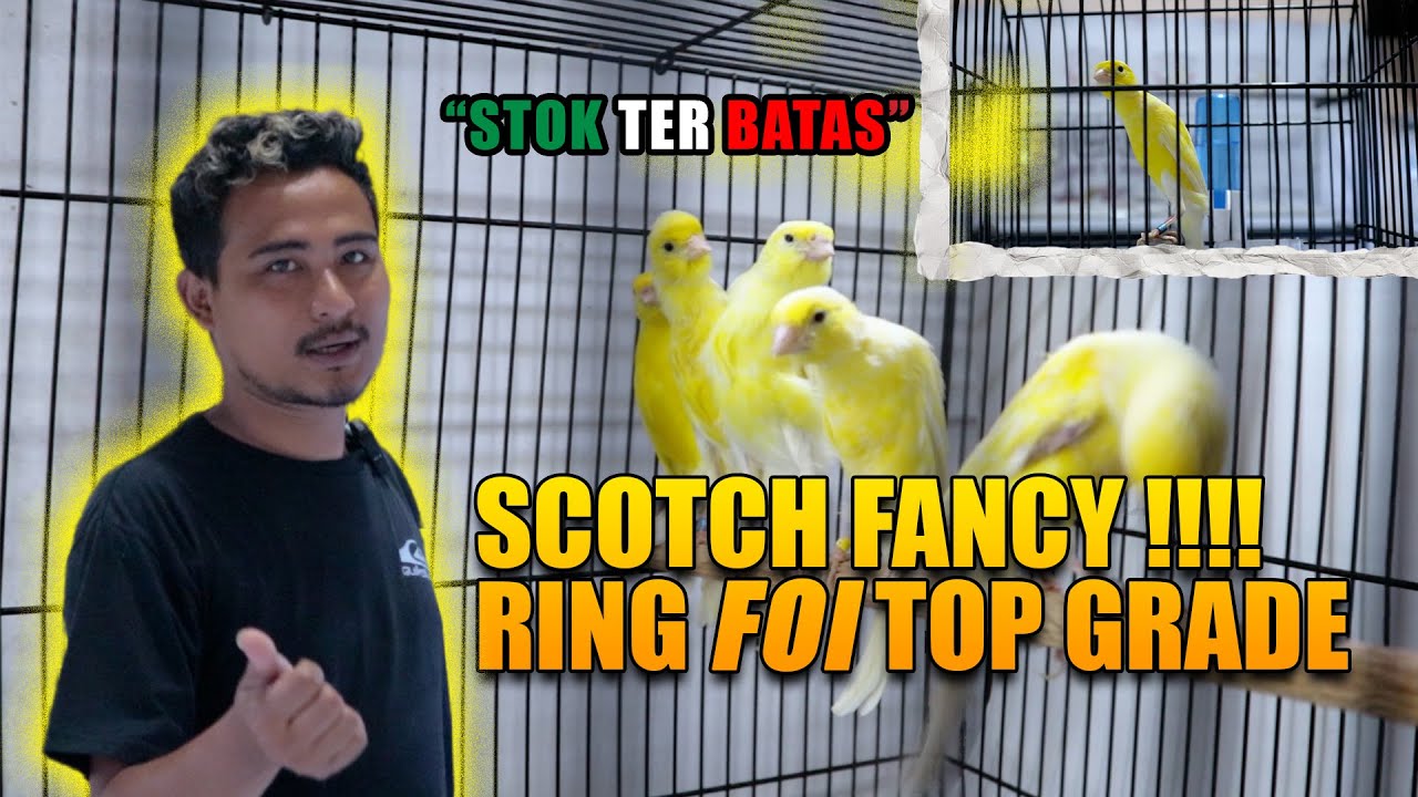 STOK KENARI SCOTCH FANCY TOP GRADE DI CRV MEDIA BIRD - YouTube