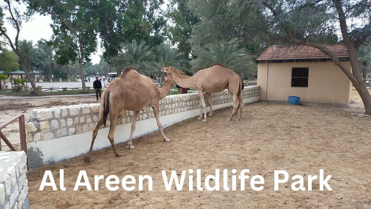 Bahrain Zoo. Al Areen Wildlife Park. Top place to visit in Bahrain part ...