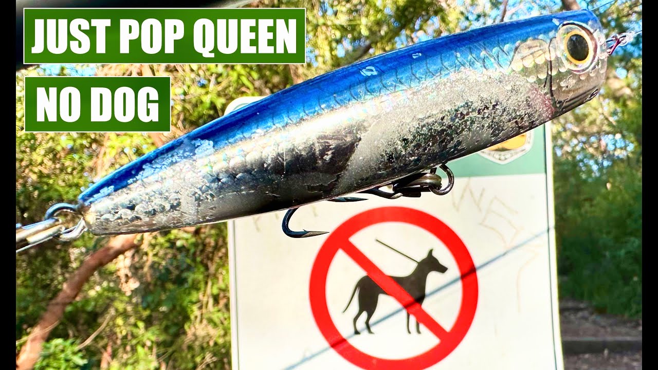 Maria Pop Queen F105 Popper | Topwater Fishing | Fishing Sydney - YouTube