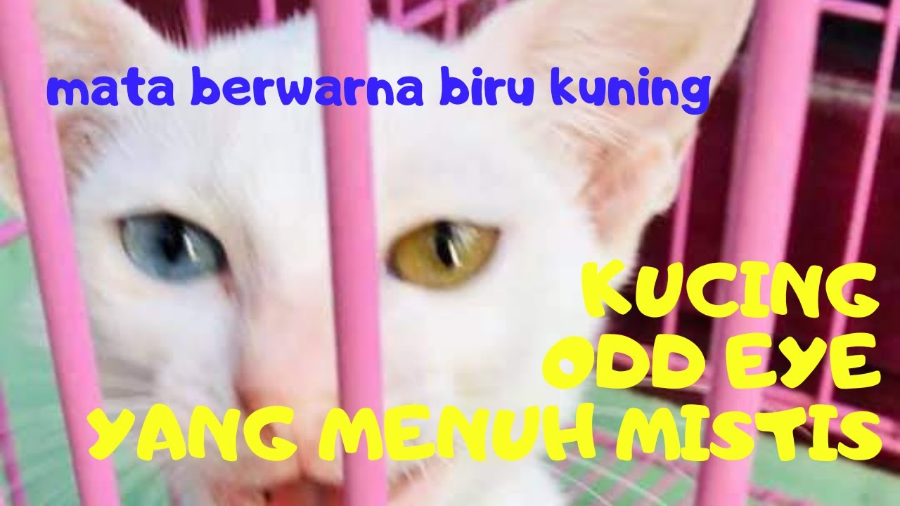 FAKTA!!! KUCING ODD EYE KATANYA PENUH MISTIS - YouTube