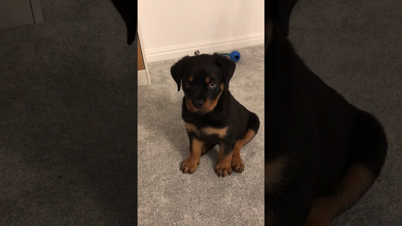 8 week old Rottweiler puppy - YouTube