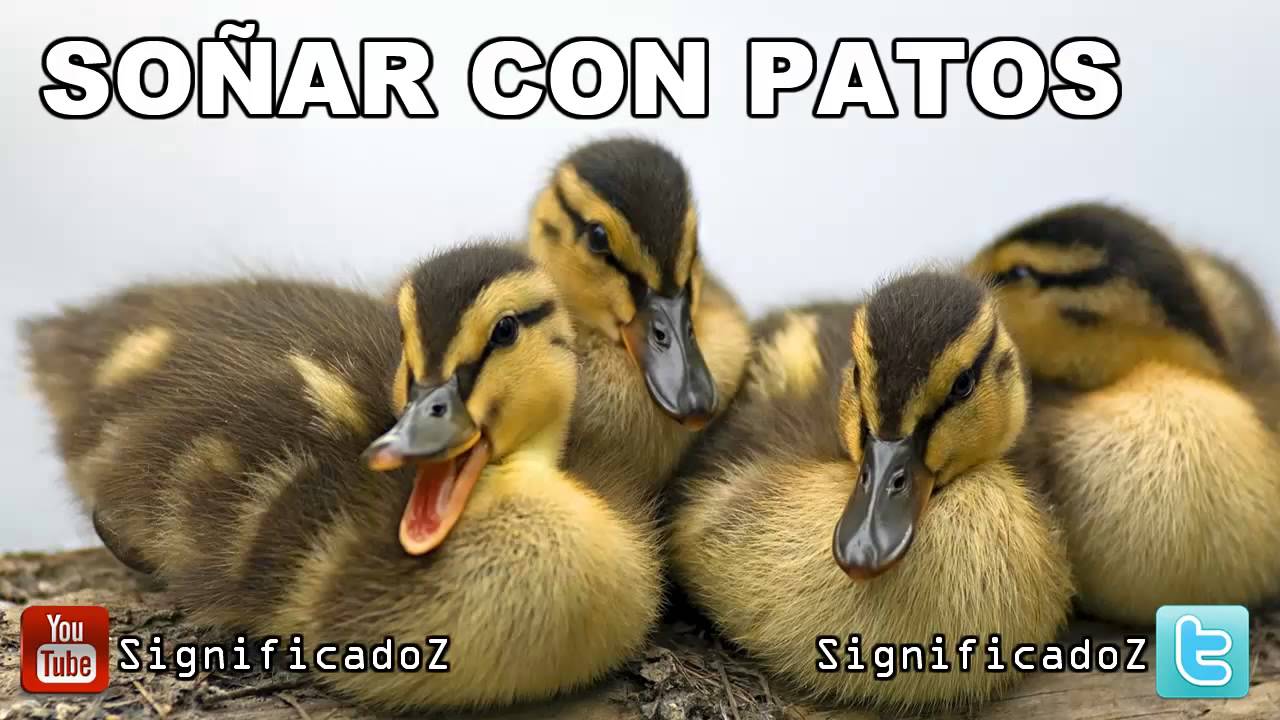 Significado de Soñar con Patos - YouTube