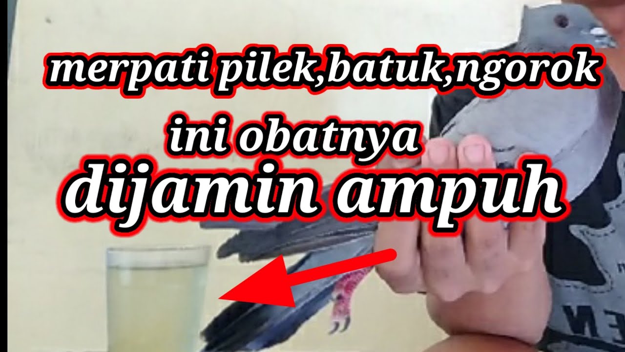 CARA CEPAT MENGOBATI MERPATI PILEK,BATUK,NGOROK @merpatidoro8228 - YouTube