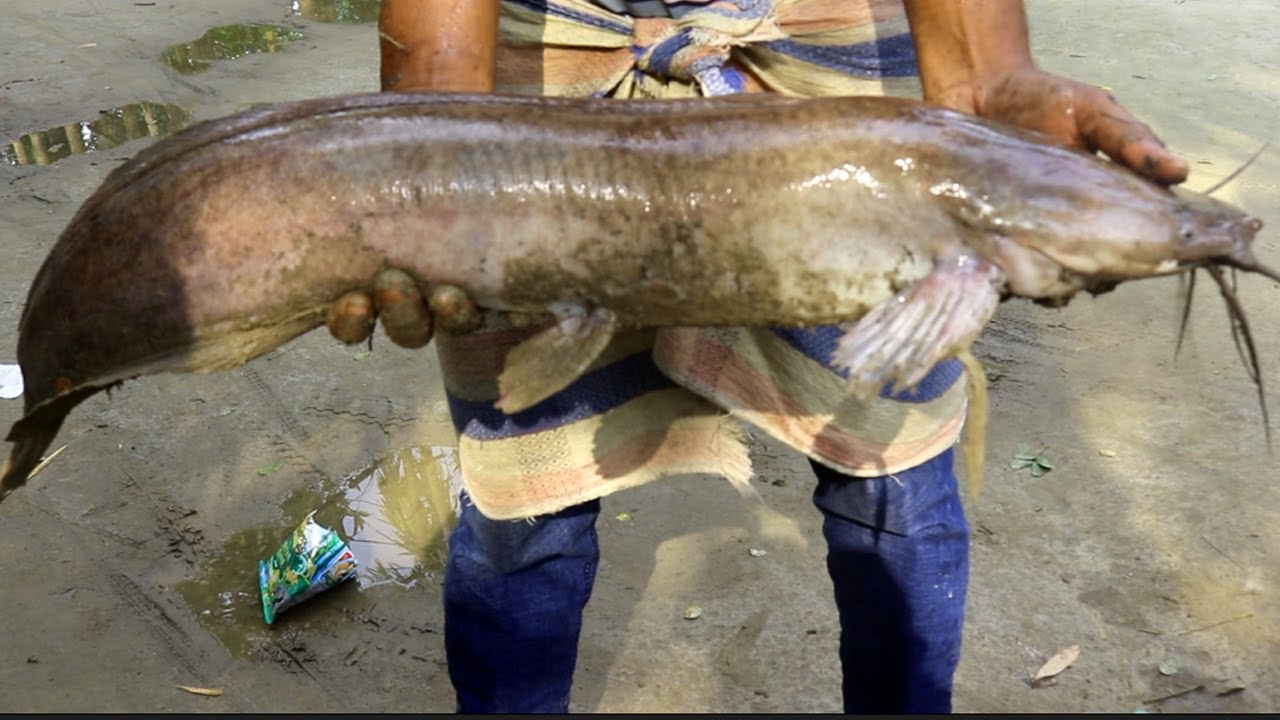 Giant Catfish Caught In The Village Pond।। Big Catfish Catching In ...