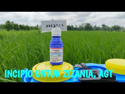 PENGENDALIAN HAMA SUNDEP DAN ULAT PADI ZIZANIA DAN AGT - YouTube