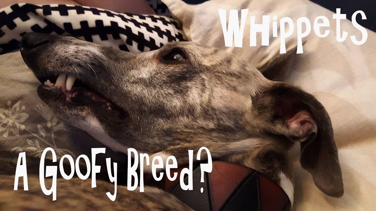 Whippets - A Goofy Breed? - YouTube