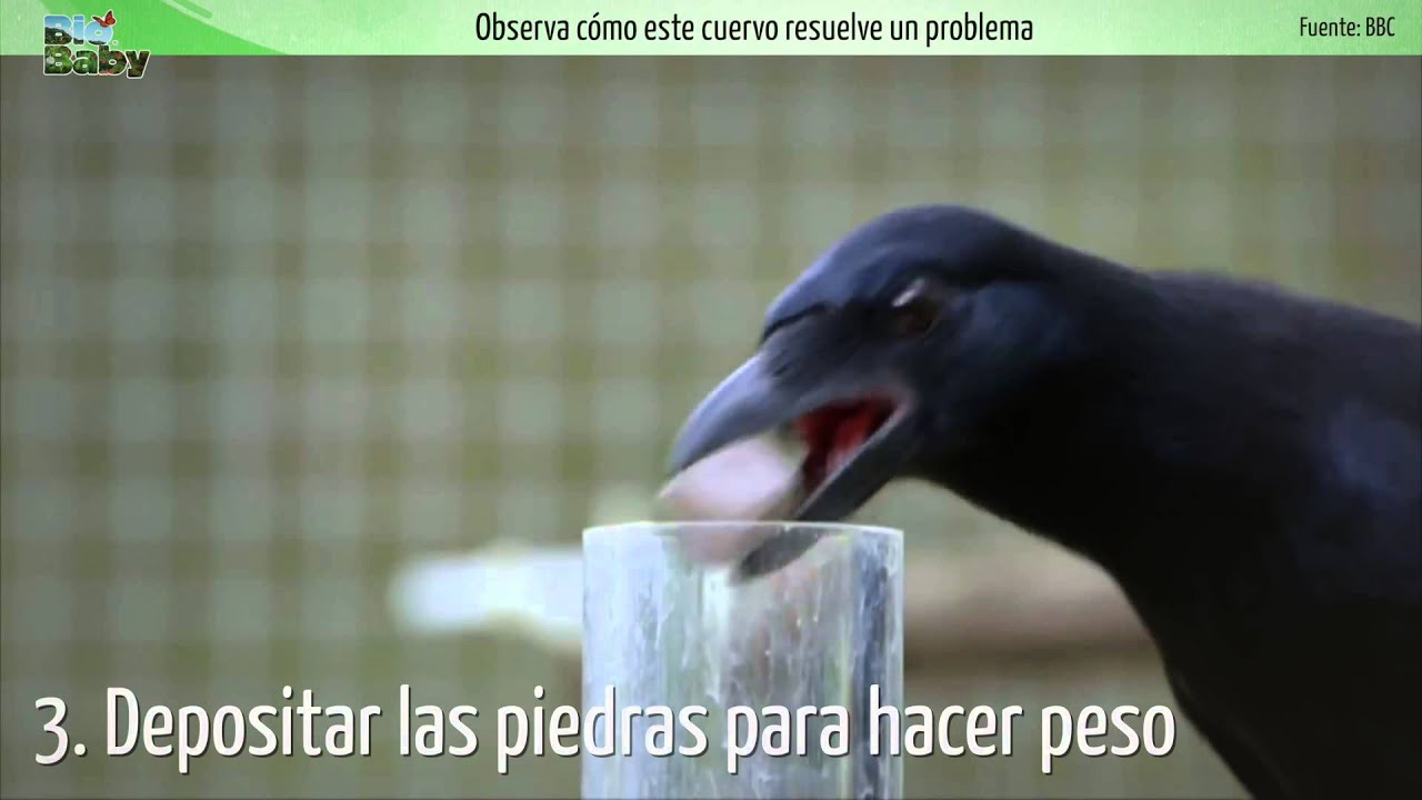 Cuervo - Inteligencia Animal - YouTube