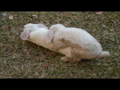 Rabbit Mating FAIL - YouTube