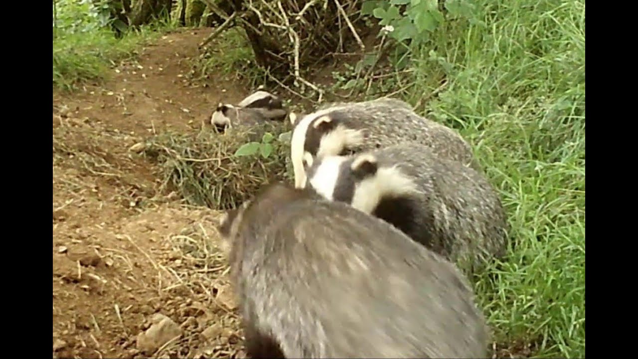 Badgers B clan 25 July 2023 - YouTube