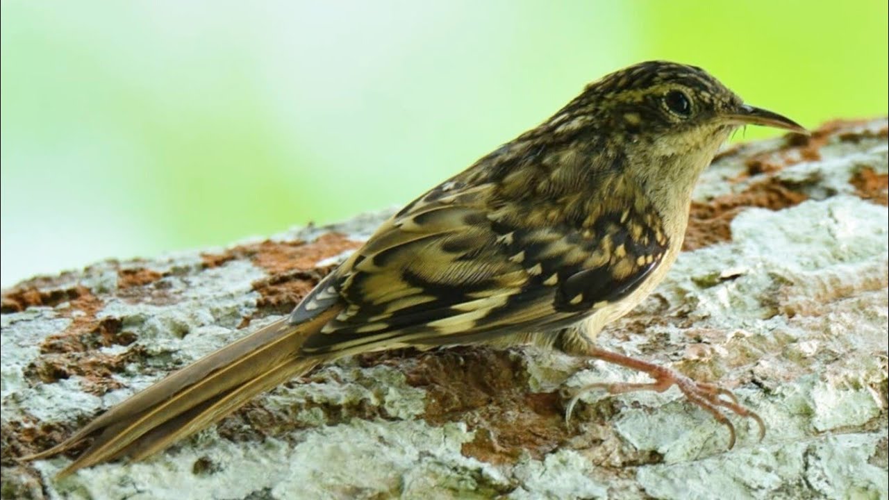 Sikkim Treecreeper (Certhia discolor) #sikkim #sikkim_birds #rozan_dhungel #ebird # ...