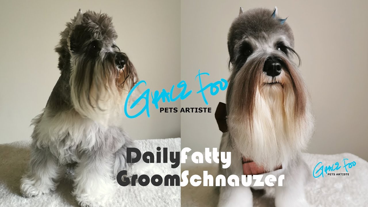 [Pets Artiste] Daily Groom Schnauzer Fatty by Grace Foo(aka Gracienna ...