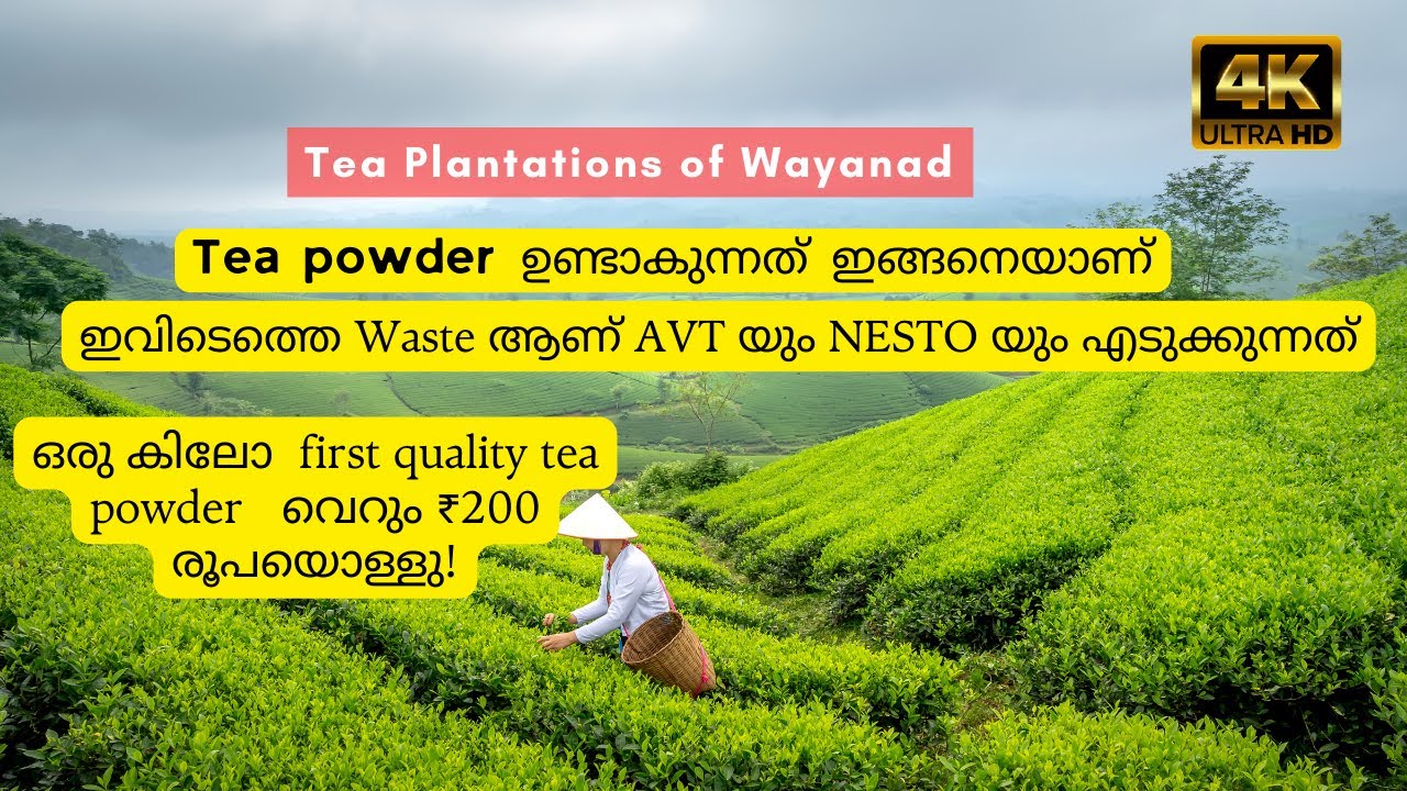 Waste Tea powder ആണ് നമ്മൾ വാങ്ങിക്കുന്നത് | Tea powder making ...