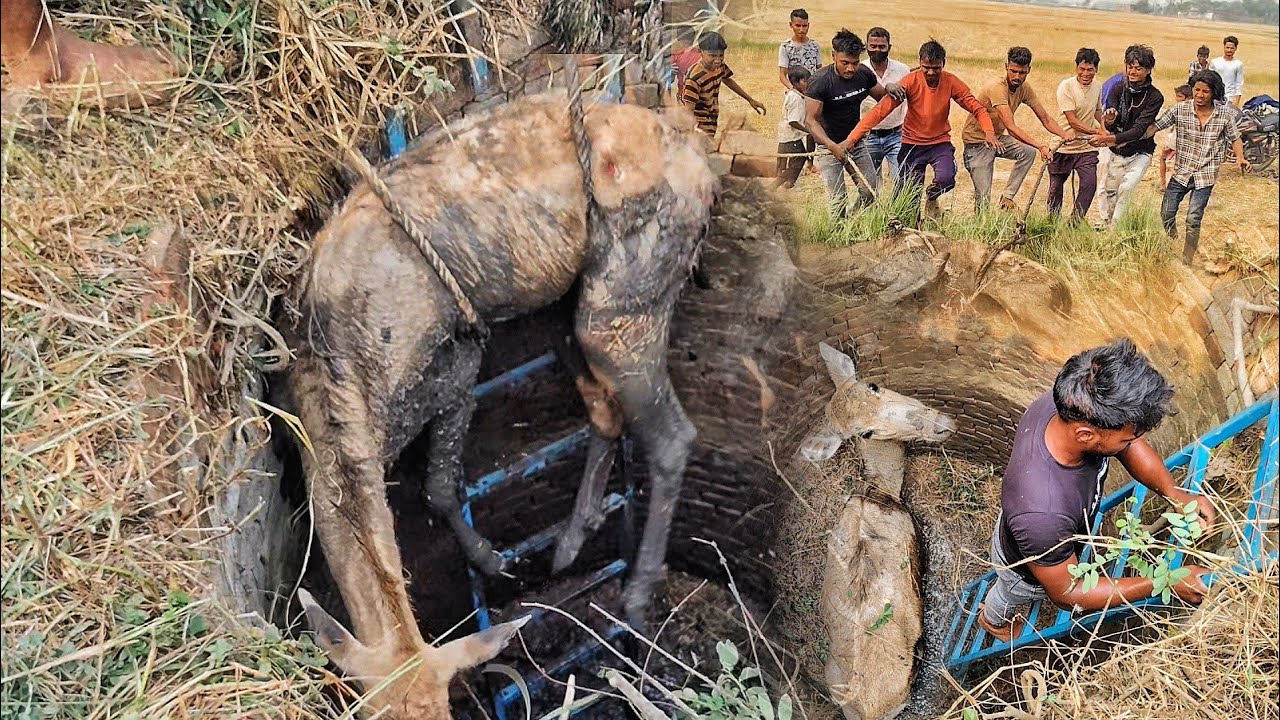 200 किलो का भरी भरकम जानवर को इतने गहरे कुएं के दलदल से बाहर निकालने ...