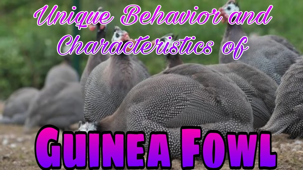 UNIQUE BEHAVIOR AND CHARACTERISTICS OF GUINEA FOWL,,#guinea #animals ...