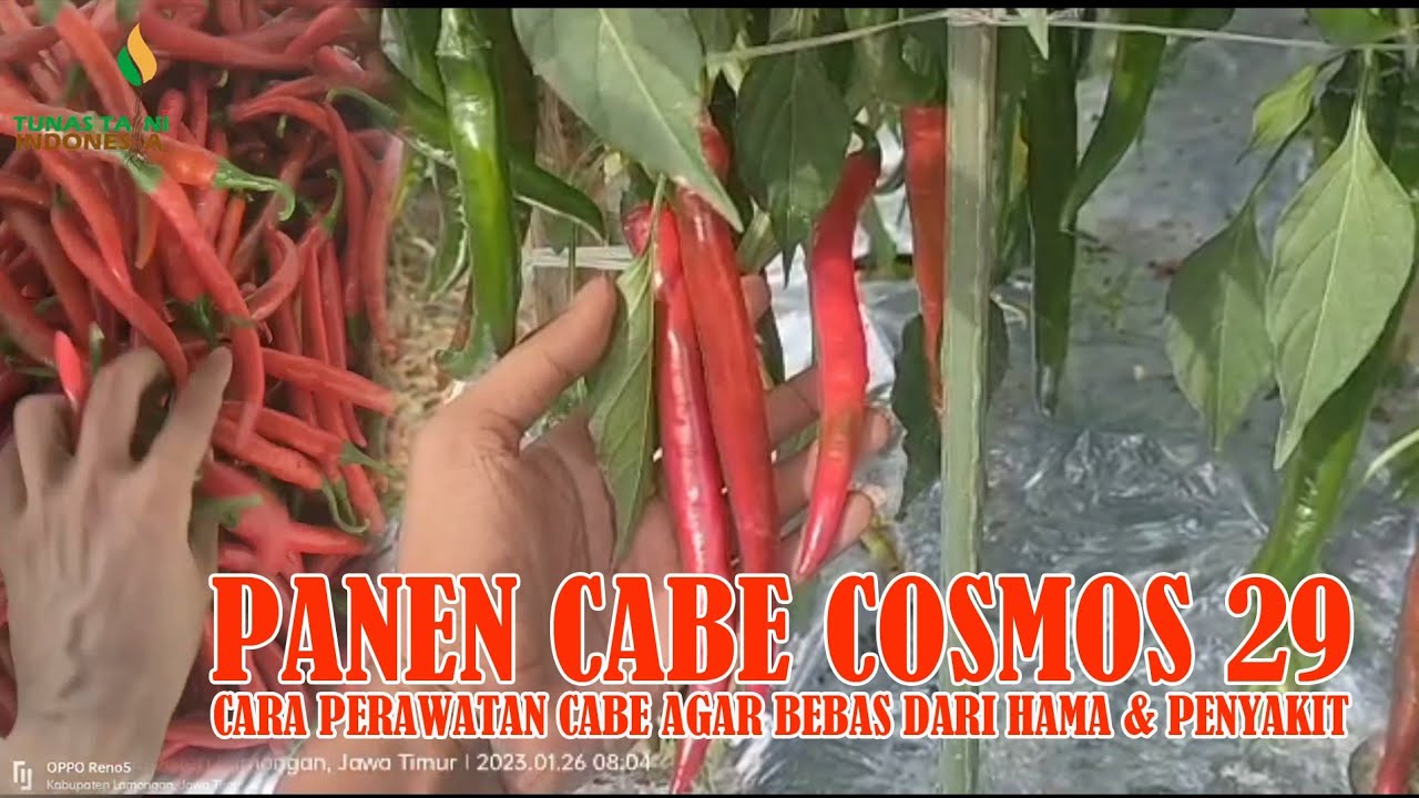 CARA MENCEGAH SERANGAN HAMA DAN PENYAKIT PADA TANAMAN CABE COSMOS 29 ...
