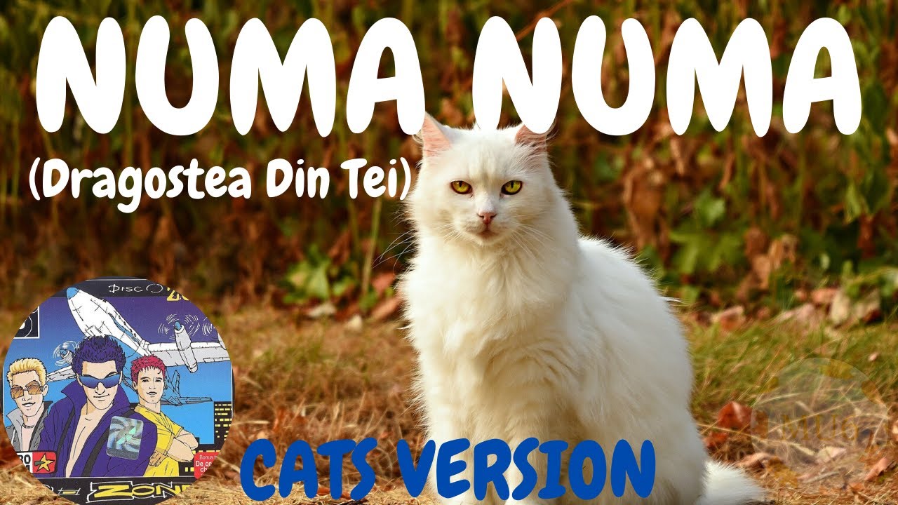 Cats Sing Numa Numa (Dragostea Din Tei) | Cats Singing Song Parody ...