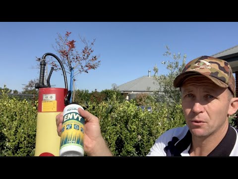 Applying AgroBest ENVY on my Buffalo Grass lawn (St Augustine grass ...