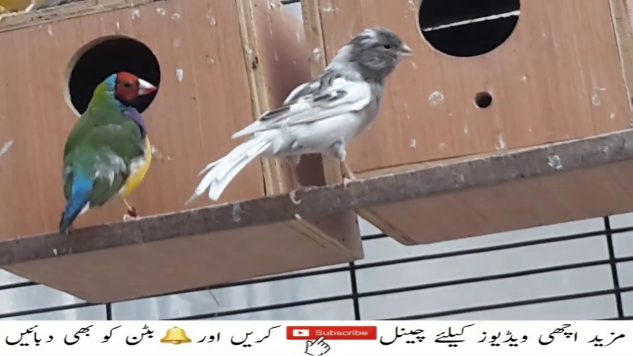 Zebra || Silver || Finches - YouTube