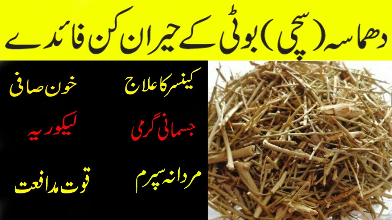 SACHI BOOTI DAMASA BOOTI KAY FAWAID | FAGONIA BENEFITS || Sachi Booti ...