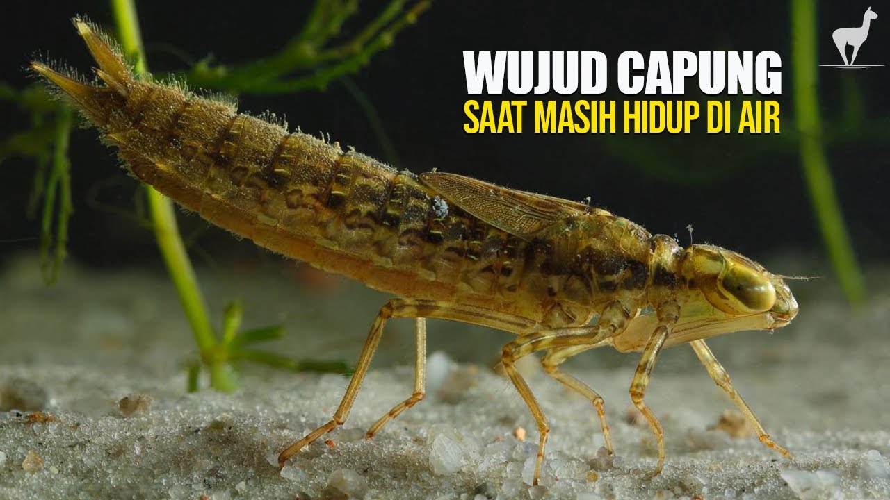 Siklus Hidup Capung: Dari Nimfa Bawah Air Menjadi Raja Udara - YouTube