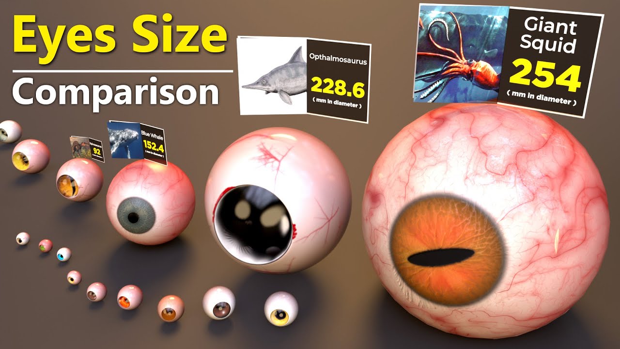 Eye Size Comparison Monster Eyes Size Comparison YouTube