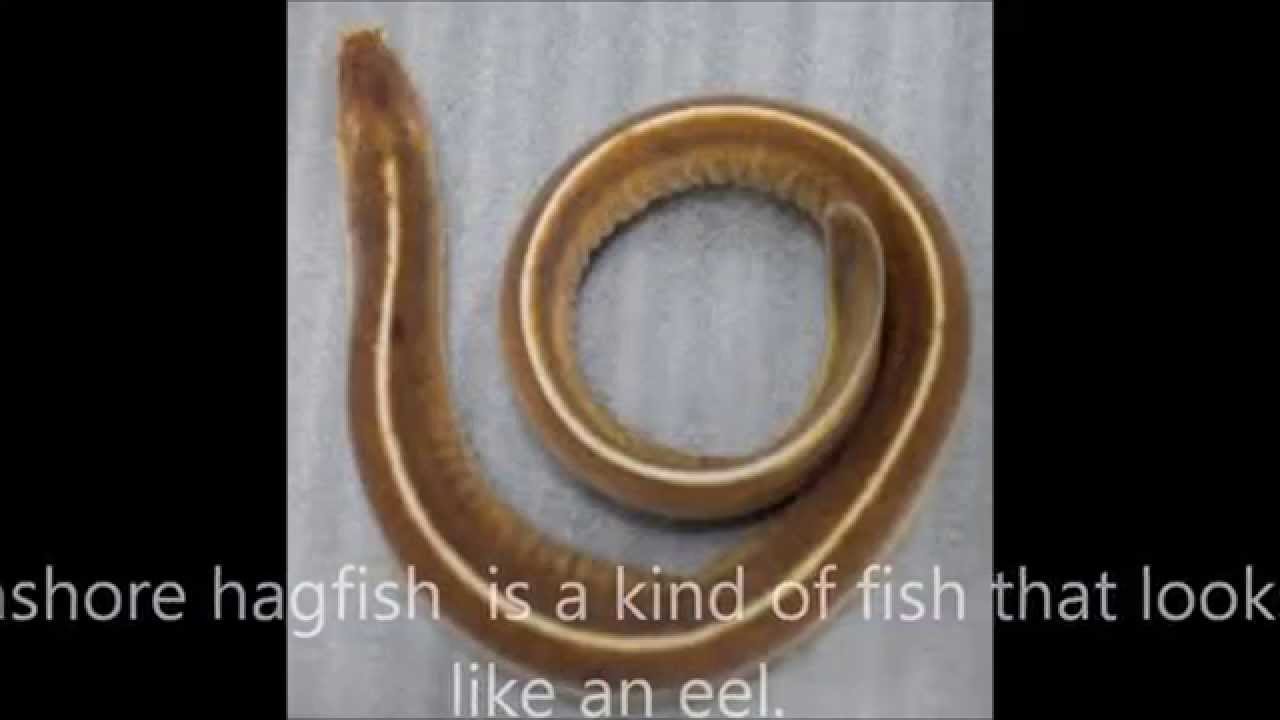 Let's meet .... Inshore Hagfish !!! - YouTube