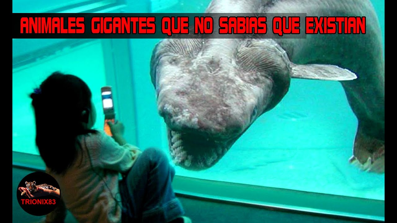 ANIMALES GIGANTES REALES QUE NO SABIAS QUE EXISTIAN - YouTube