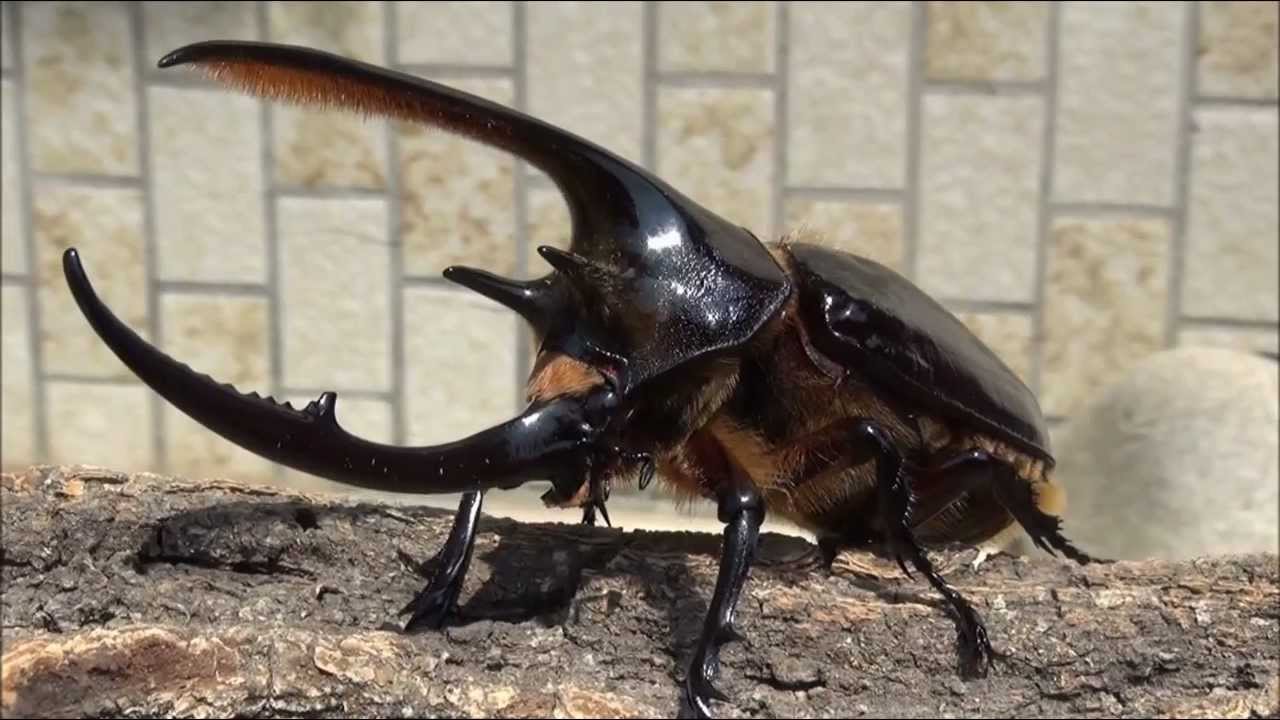 Japanese Rhinoceros Beetle Pet Western Ox Beetle – James' Beetle