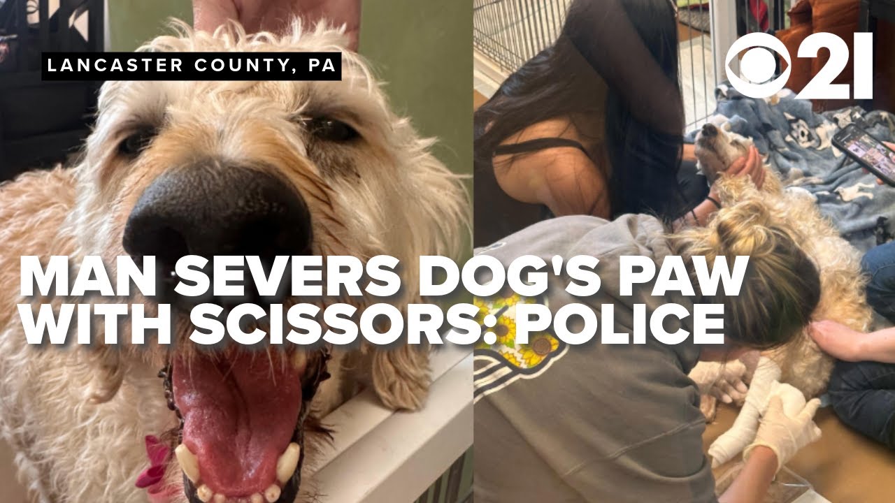 Man accused of cutting dog's paw off arrested as dog recovers at rescue ...