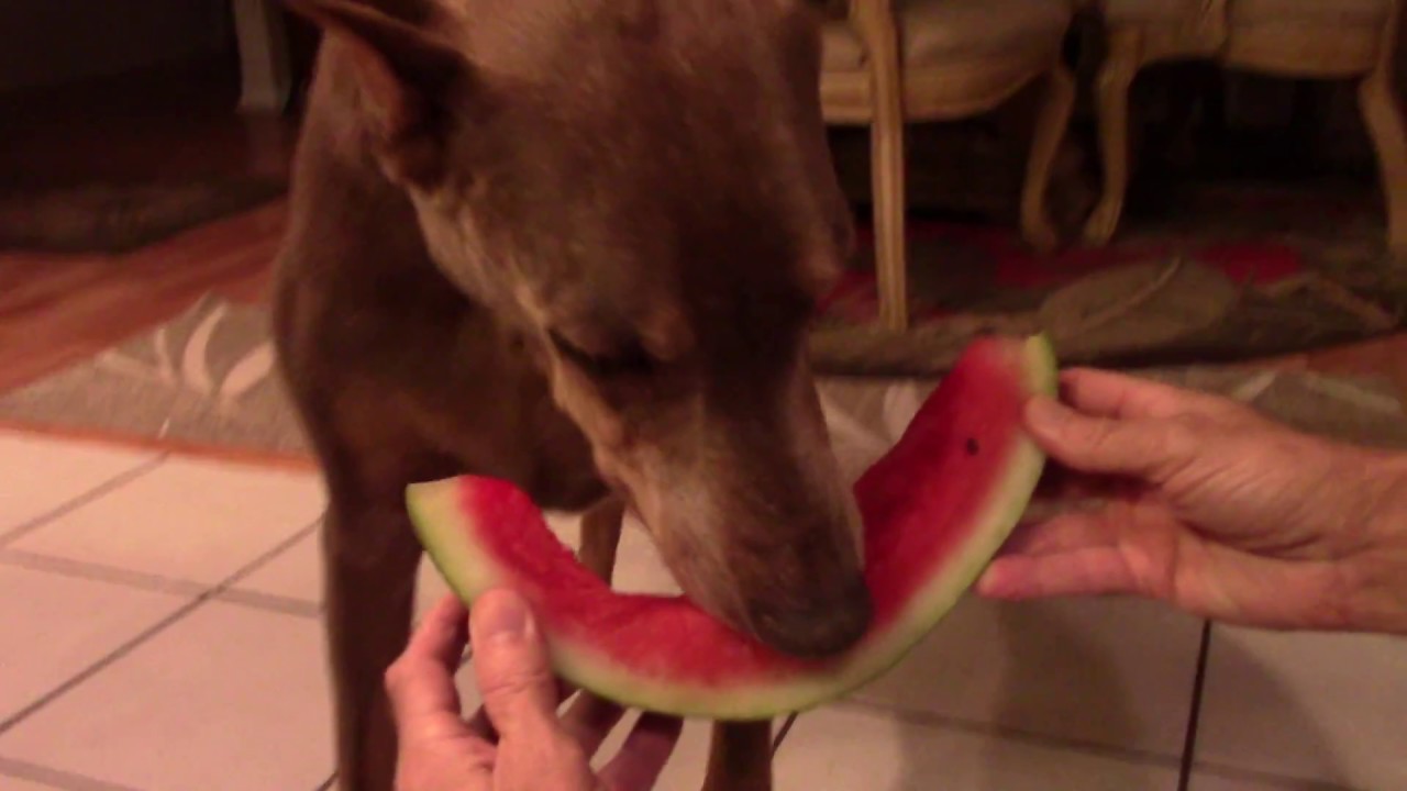 Gza-Gza da Doberman Eating Watermelon to the rind! - YouTube