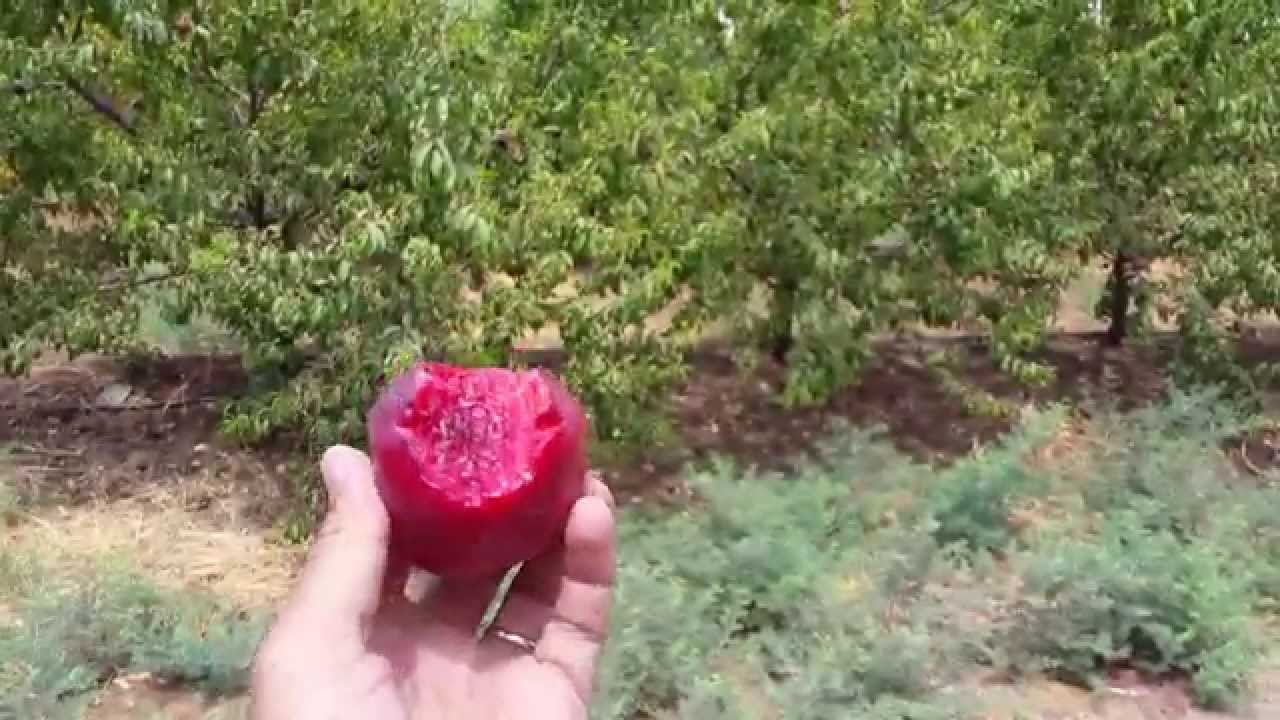 Red flesh nectarine - YouTube