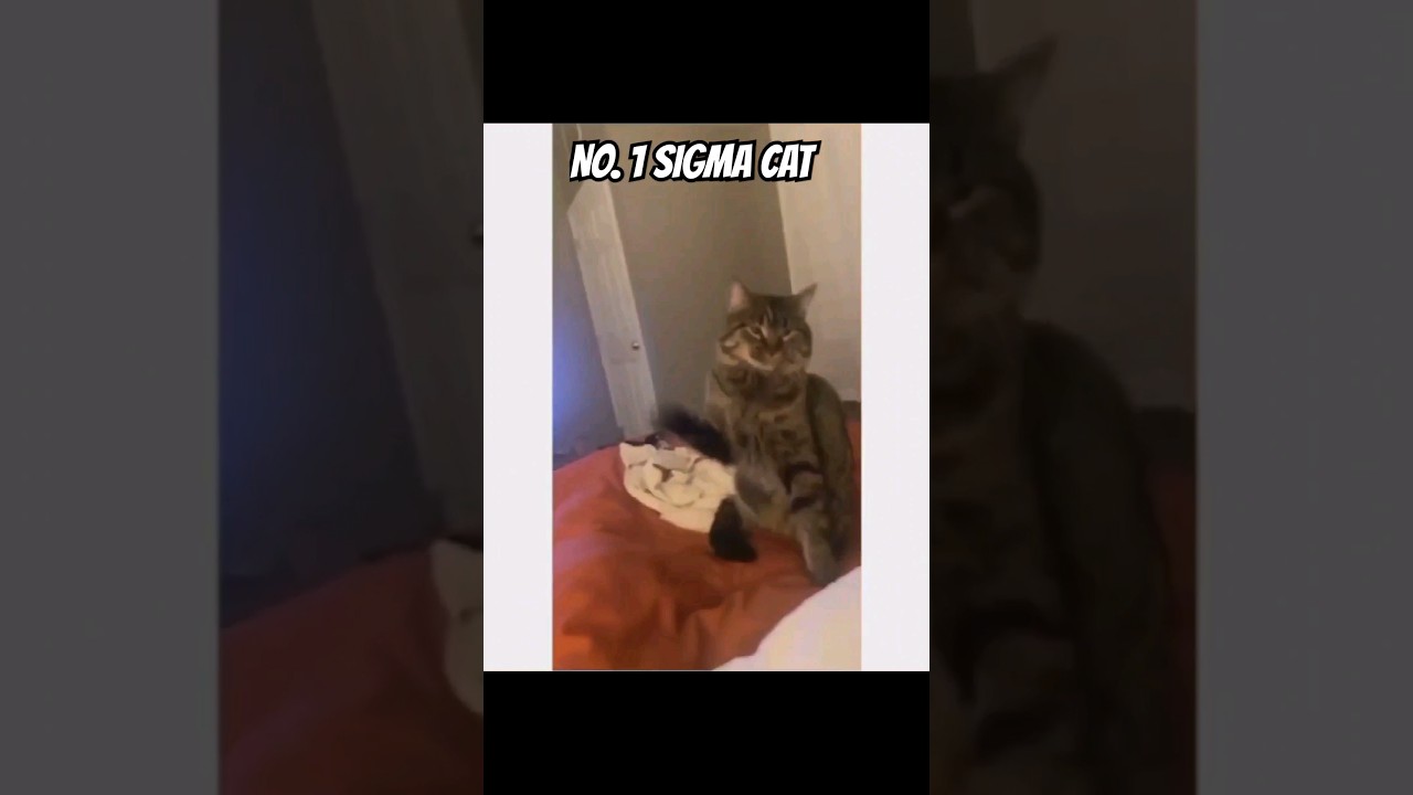 The biggest Sigma Cat on YouTube #memesdaily #funnycatvideos # ...