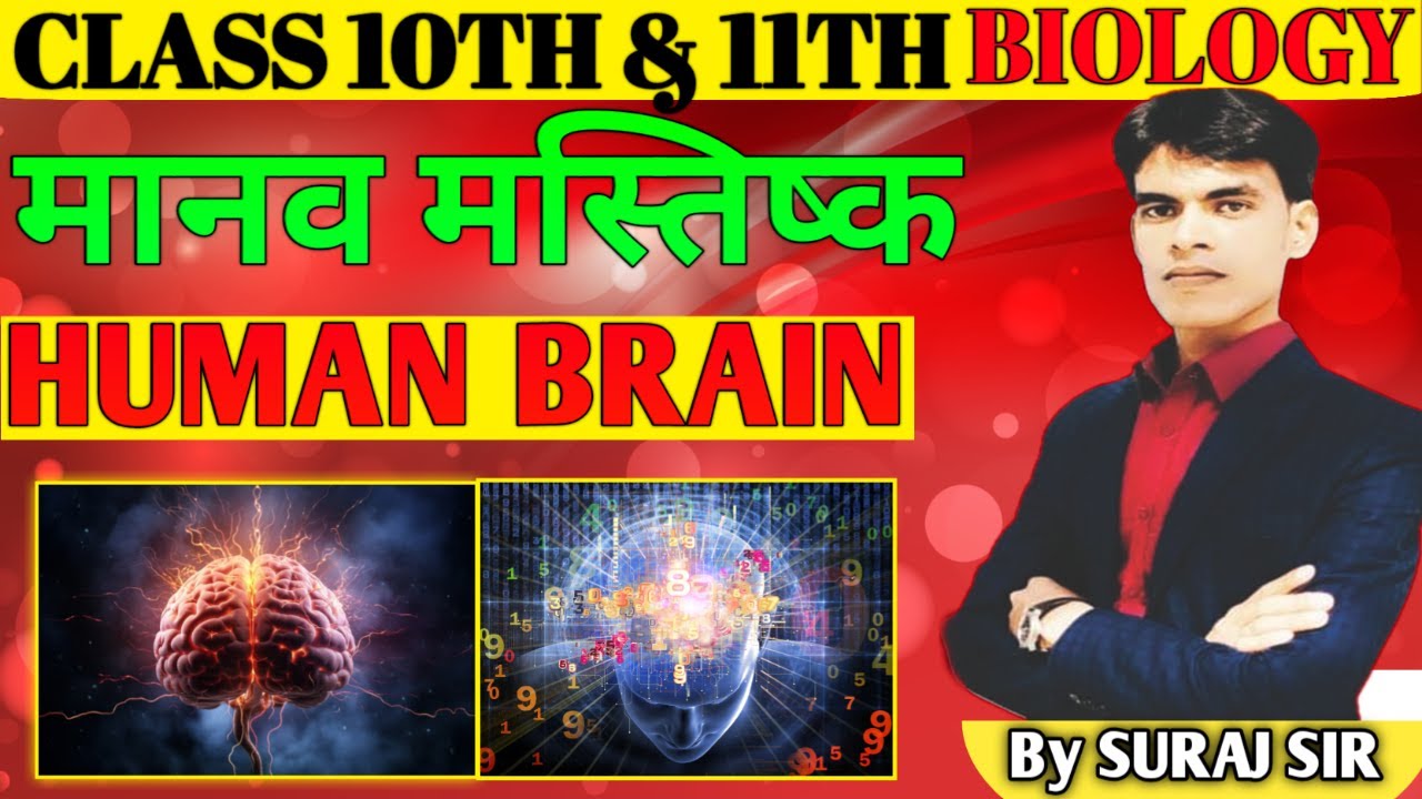 मानव मस्तिष्क |Human Brain| Class 10th 11th Biology | Surya GS Online ...