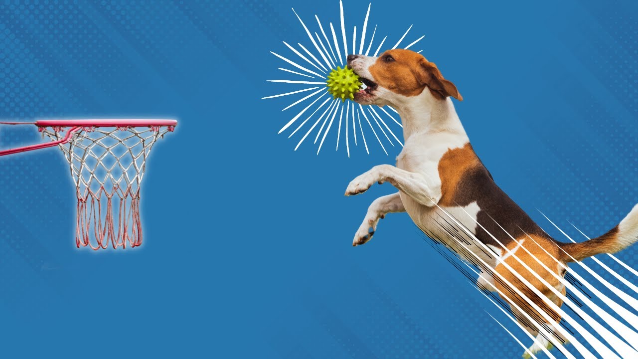 Basketball Dog Trick - AKC Advanced Trick Dog Title - YouTube