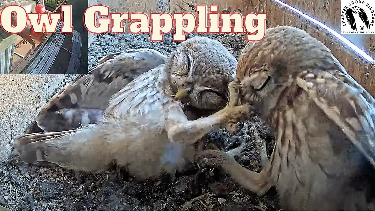 MMA Owl Training: Little Owl Nestlings Show Off Their Ground and Pound ...