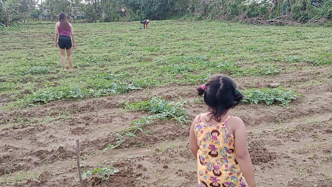 Kakatanim lang Pakwan | Punla bago tanim - YouTube