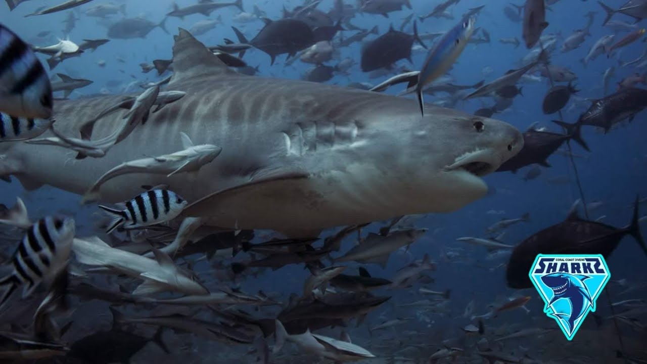 The Fiji Shark Dive At The Colosseum | The Best Shark Diving in Fiji