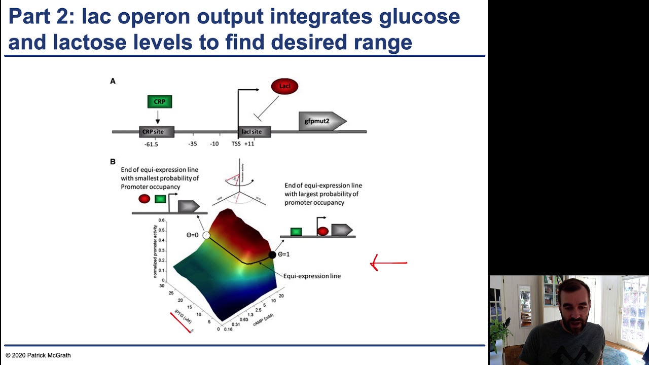 Chapter 16 - 3 - CAP Regulation of lac - YouTube