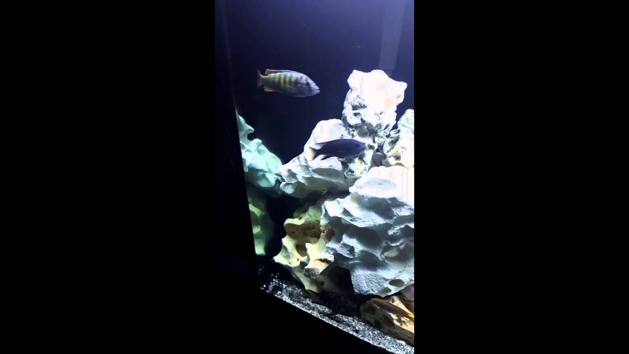 (Lake Victoria Tomato Hap Cichlid) coloring up real nice P.s. New Intro ...