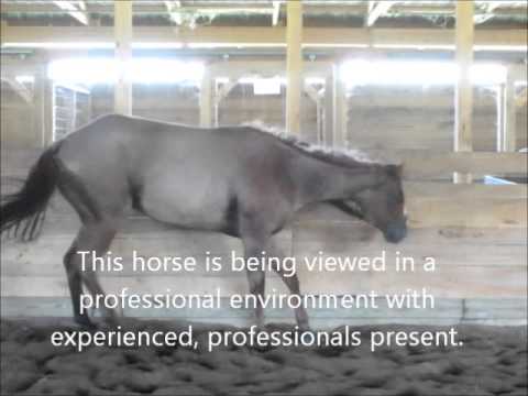 Equine horse Behavior problem Confinement Anxiety expert study Murphy - YouTube