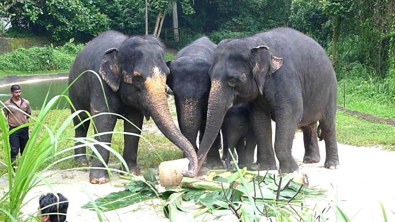 One Year Old Baby Elephant Nila Utama Smashing His Birthday Cake - YouTube