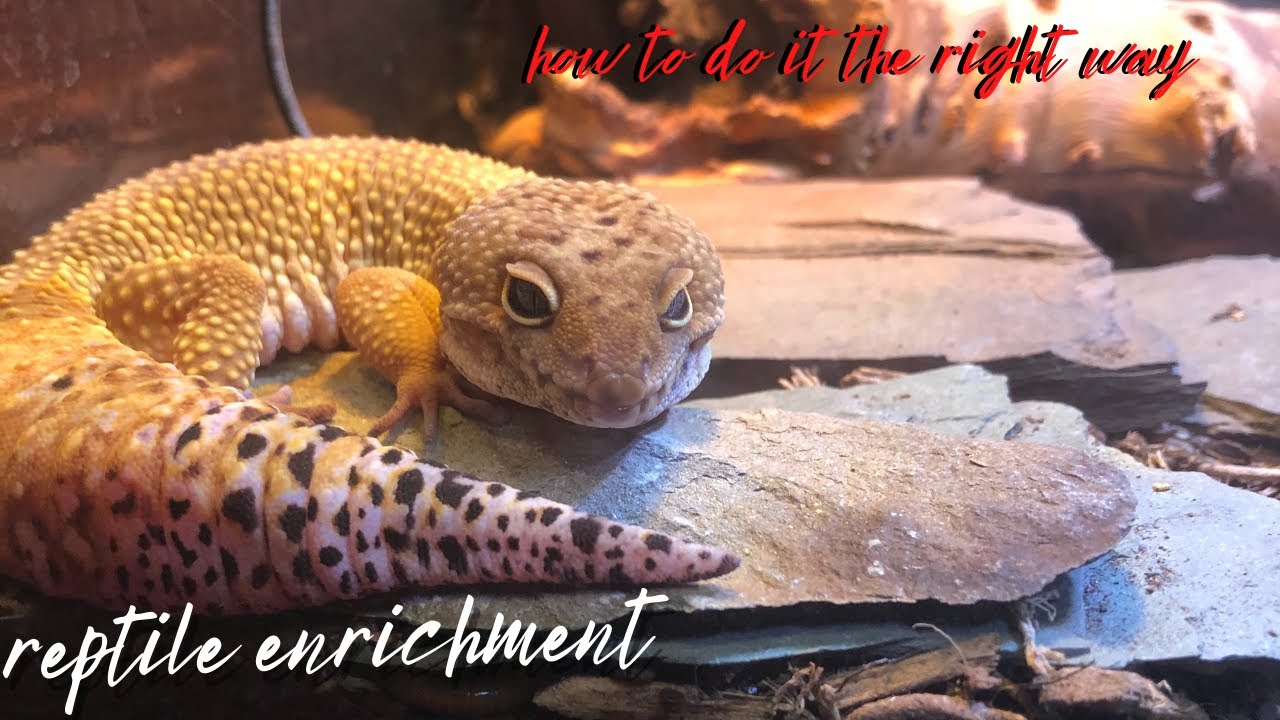 HOW TO SETUP PROPER REPTILE ENRICHMENT(REPTILE ENRICHMENT DONE RIGHT ...