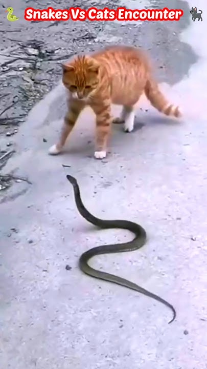 Snake vs cat encounter #youtubeshorts #shorts - YouTube