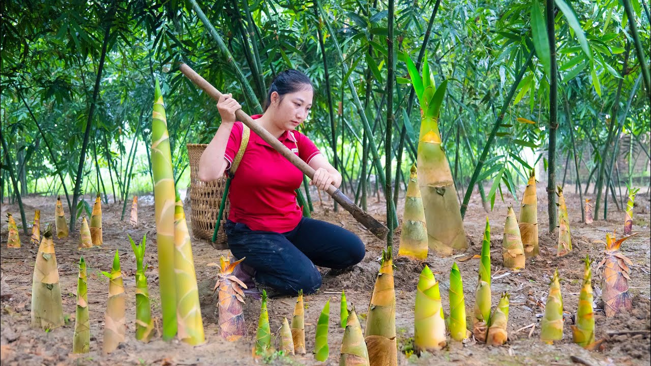 Harvest BAMBOO SHOOTS ( MANG LUC TRUC ) Go to market sell - soak bamboo ...