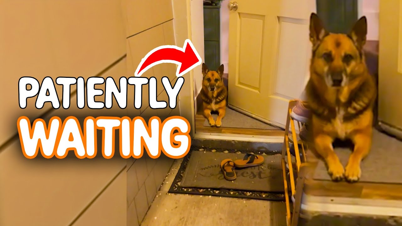 Dog Waits By Door For Us To Come Home 🥺 | PAWSOME PETS - YouTube