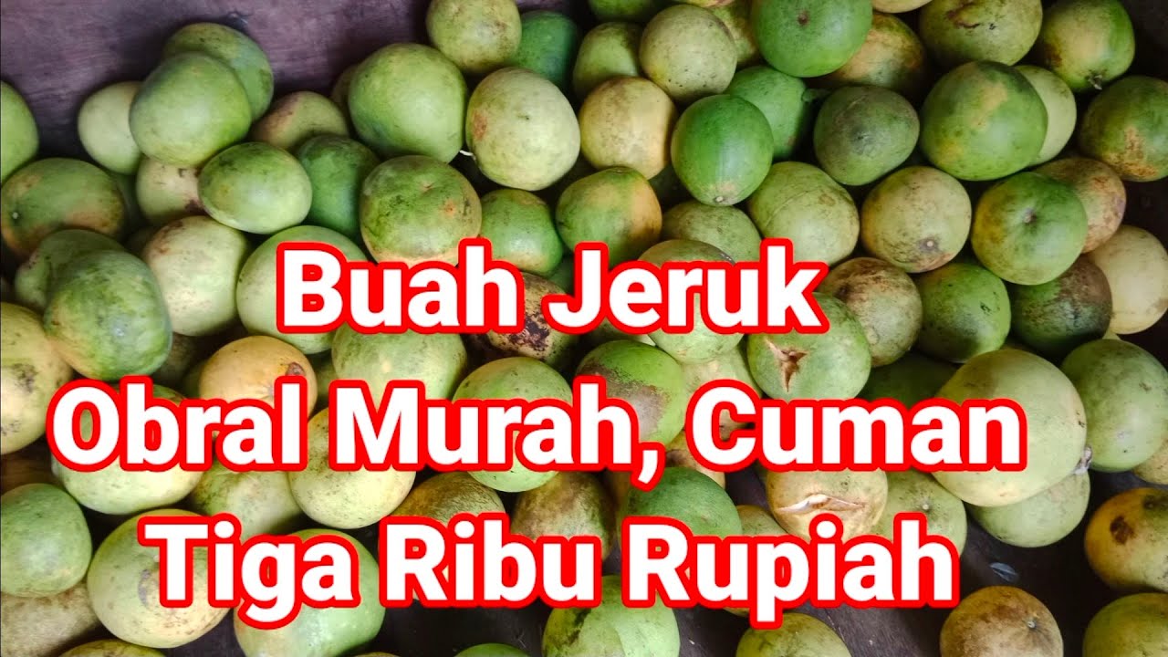 Buah Jeruk Obral Murah, Cuman Tiga Ribu Rupiah. - YouTube