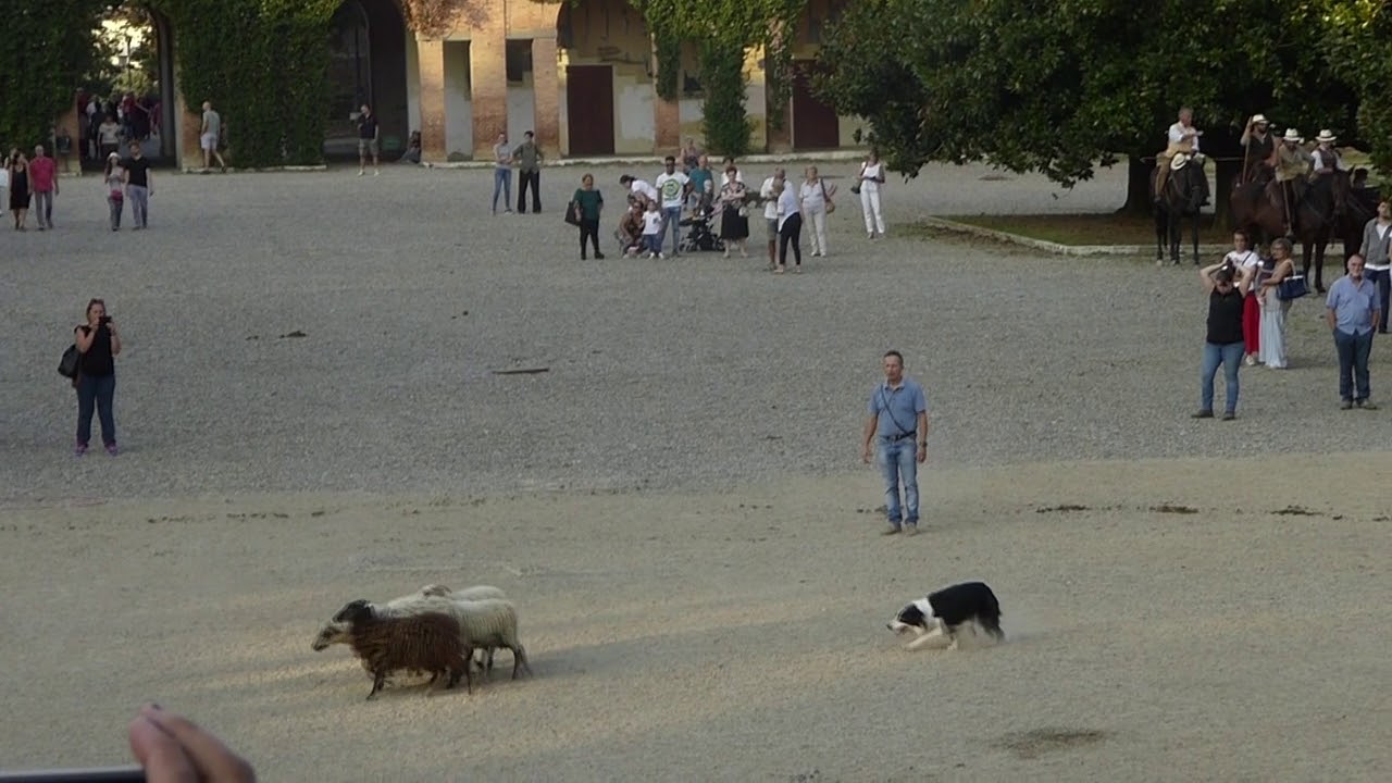 Sheepdog Demonstration Siena Pt2 - YouTube