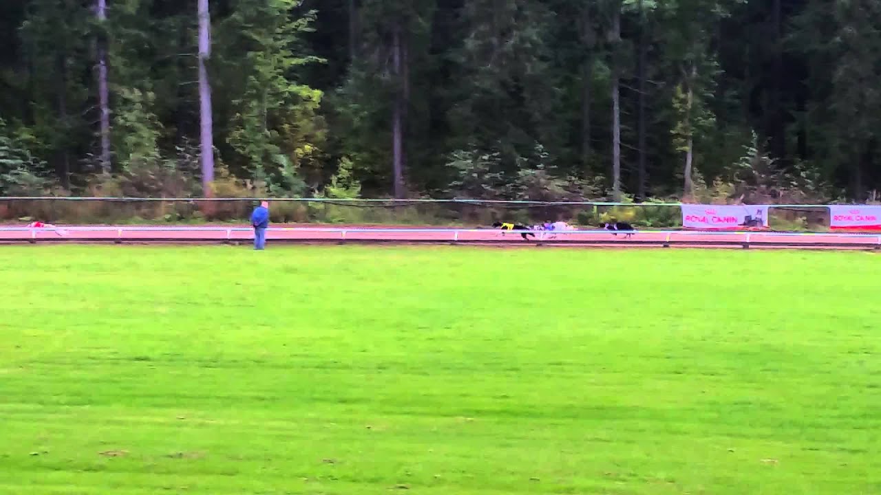Sighthound Racing WC 2014, Borzoi females start 39 - YouTube