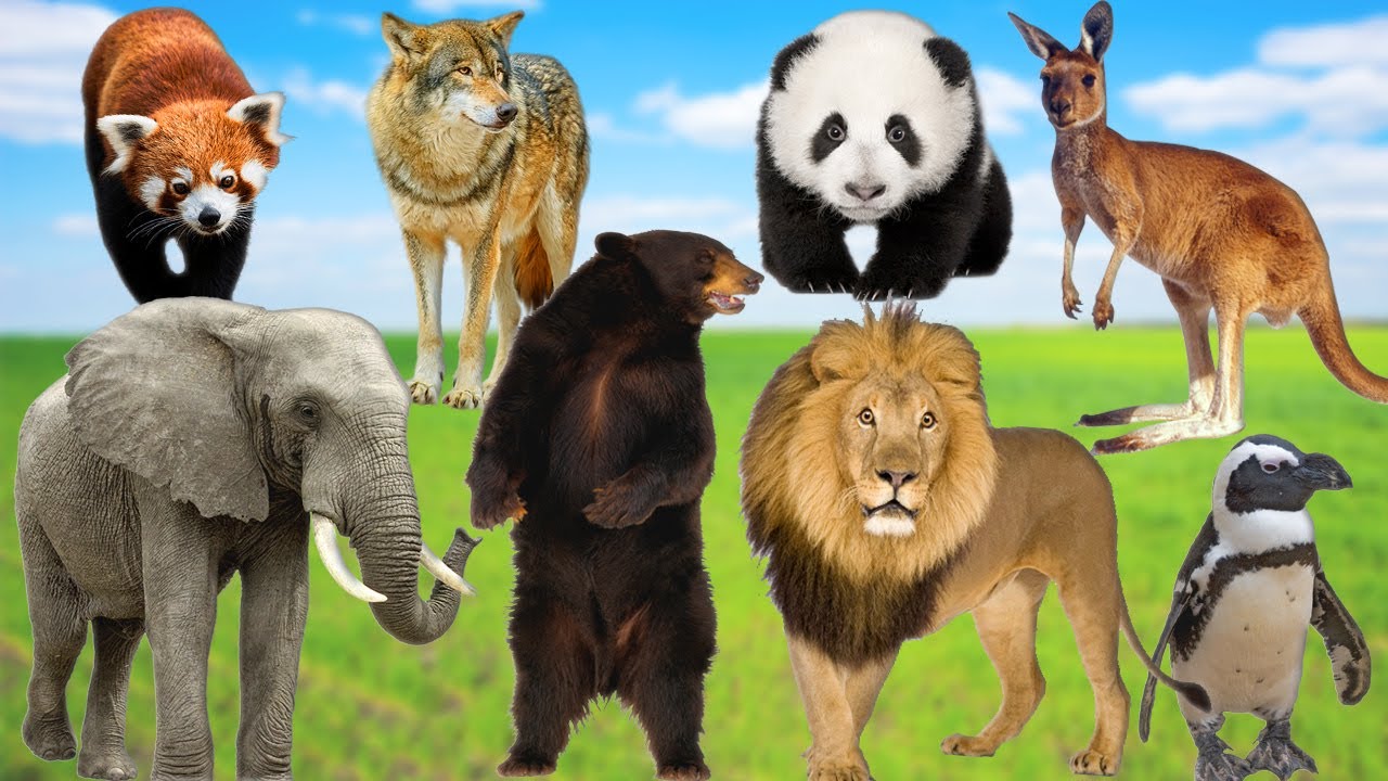 Relaxing Video | Beautiful Moments of Cute Little Wild Animals | Animal ...